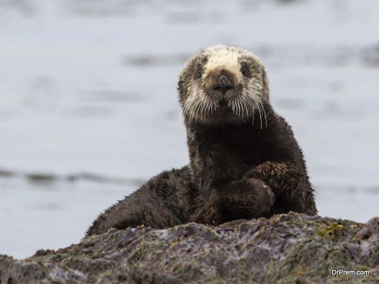 10 Amazing Things Your Probably Didn't Know About Sea Otters