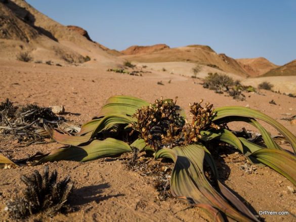 12 Most Exotic Plants in the World